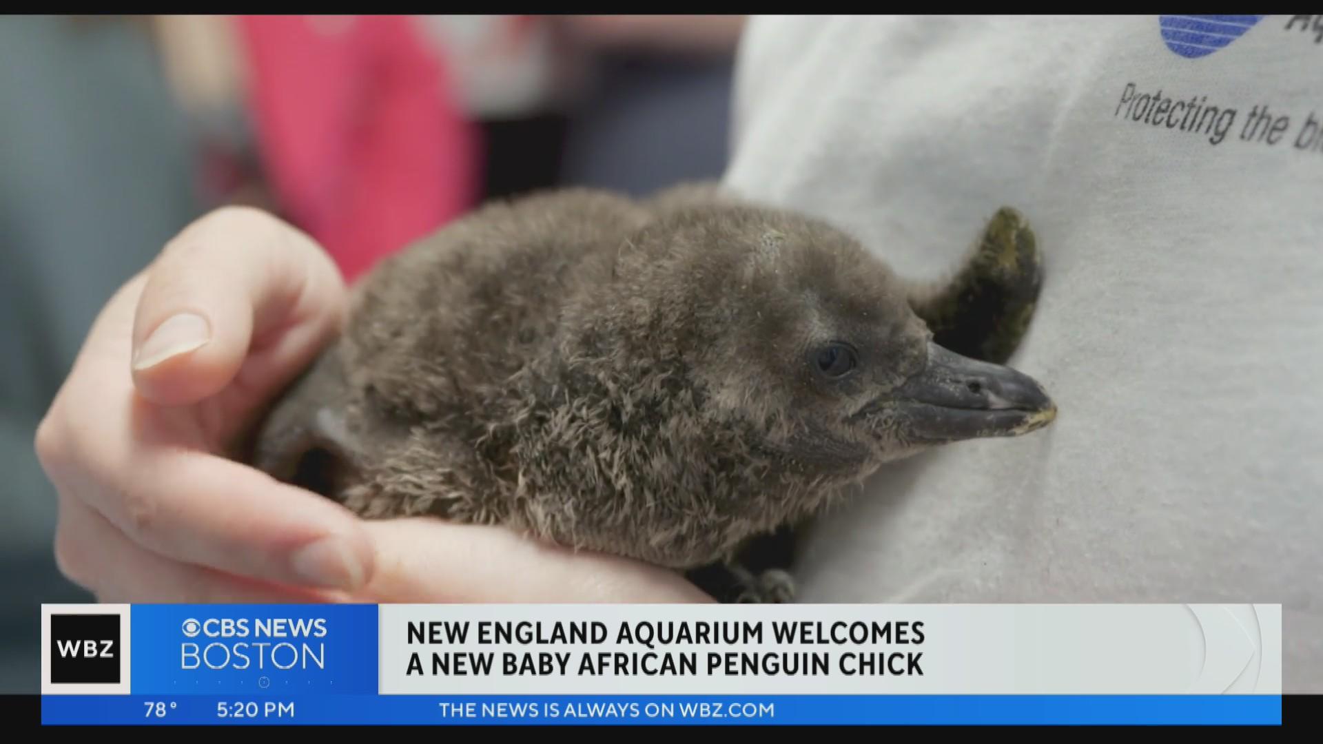New England Aquarium announces birth of first African penguin chick in ...