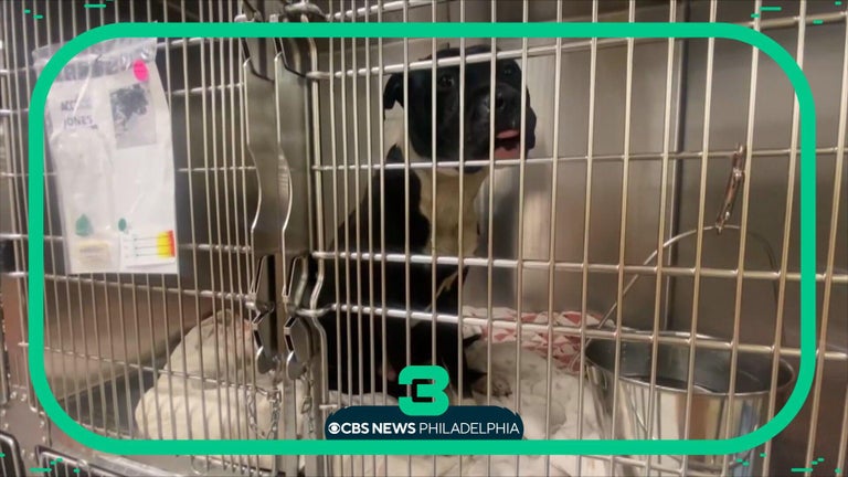 Canine flu outbreak puts ACCT Philly in "crisis mode" - CBS Philadelphia