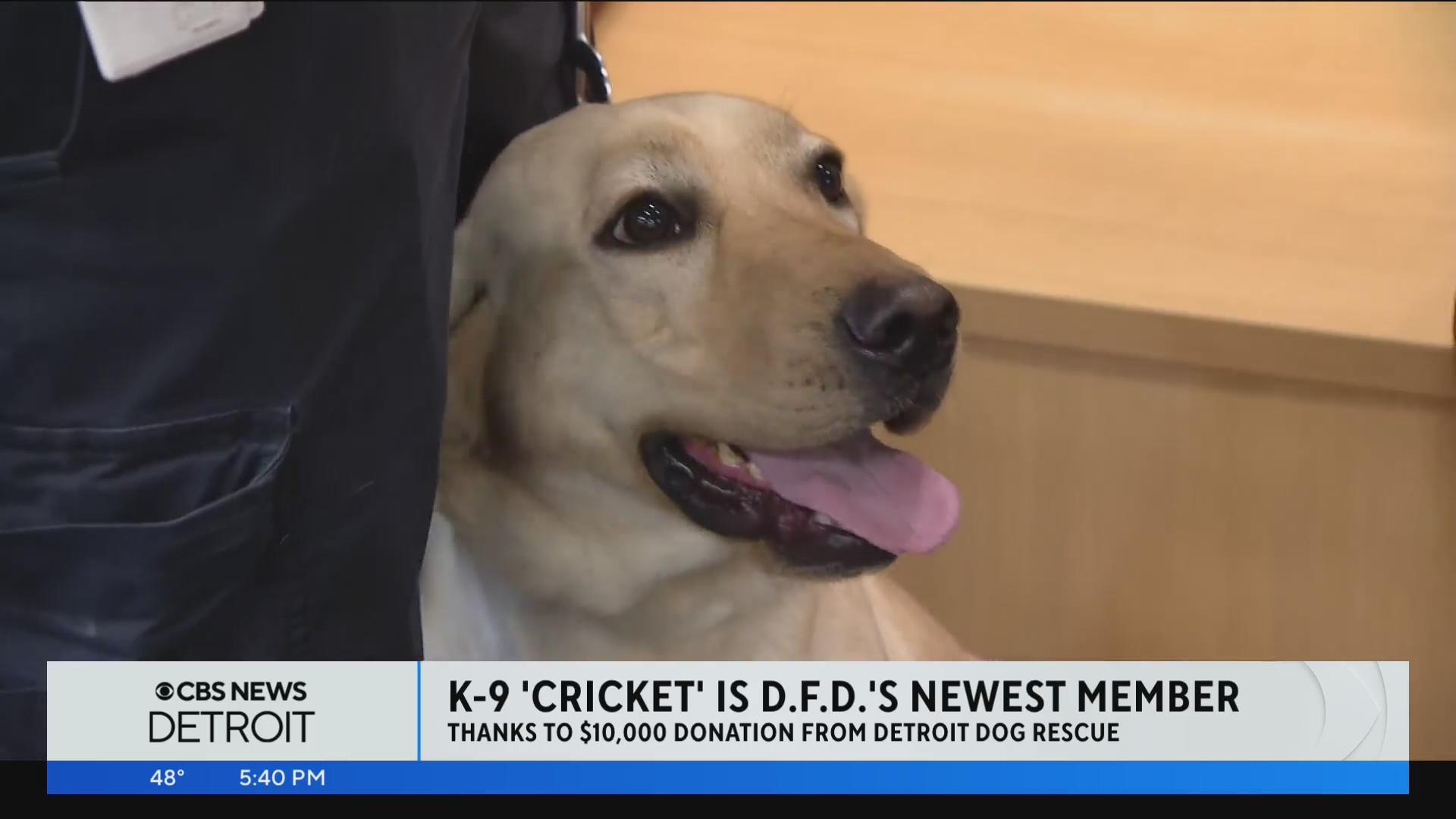 K-9 "Cricket" is Detroit Fire Department's newest member - CBS Detroit
