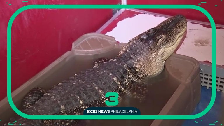 ACCT Philly removes 8-foot alligator "Big Mack" from home - CBS ...