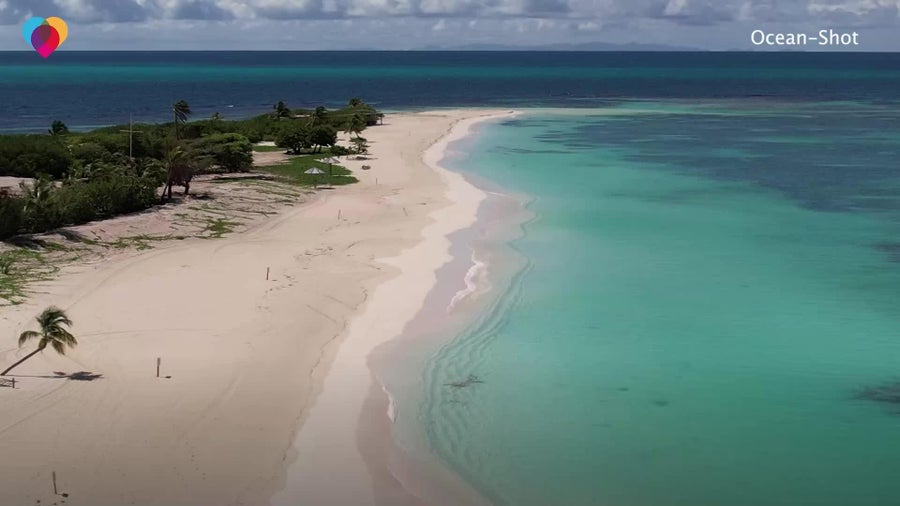Scientists are creating stronger coral reefs in record time – by "gardening" underwater - CBS News
