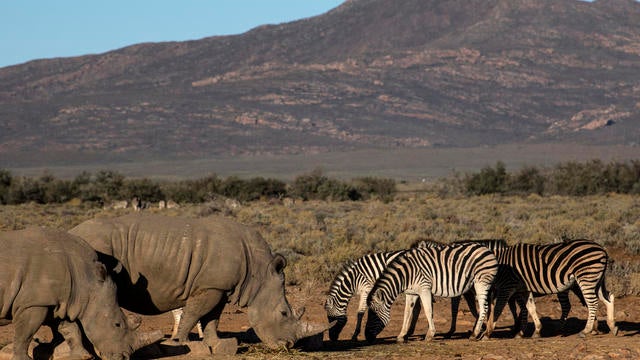 New frog species with "groins of fire" discovered in Amazon with colors ...