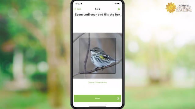 What's that bird? Merlin Bird ID app works magic - CBS News