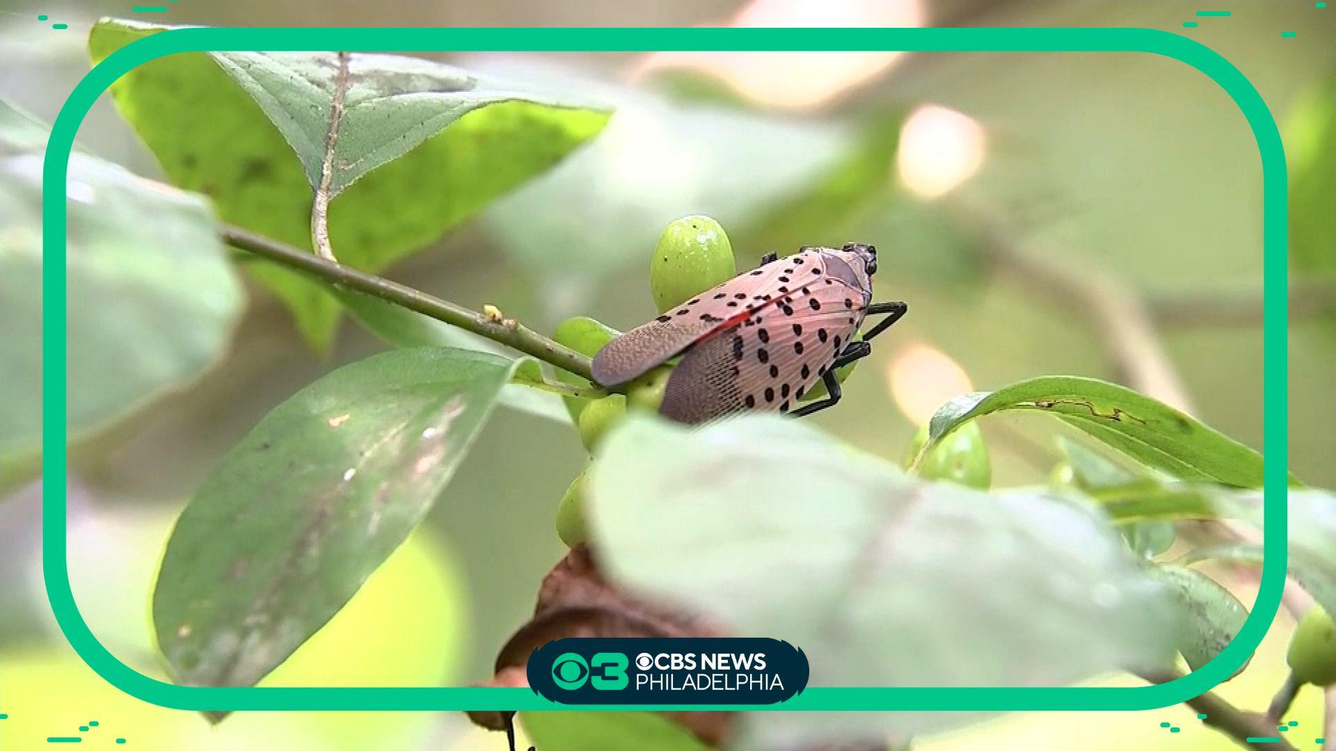 Spotted lanternflies have returned to the Delaware Valley - CBS ...
