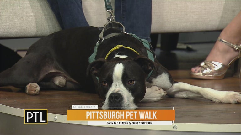Adoptable pets Rex and Freddy: Furry Tails - CBS Pittsburgh