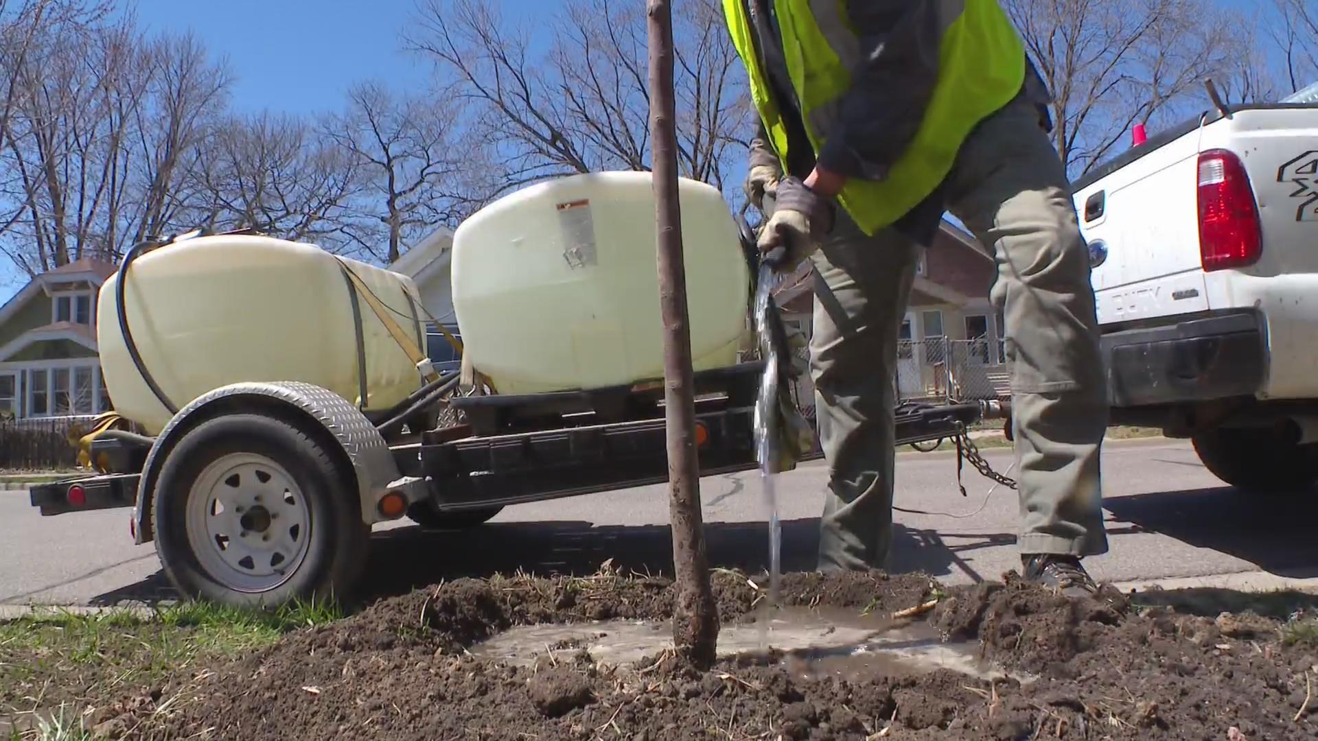 This cool spring weather is perfect for planting trees - CBS Minnesota