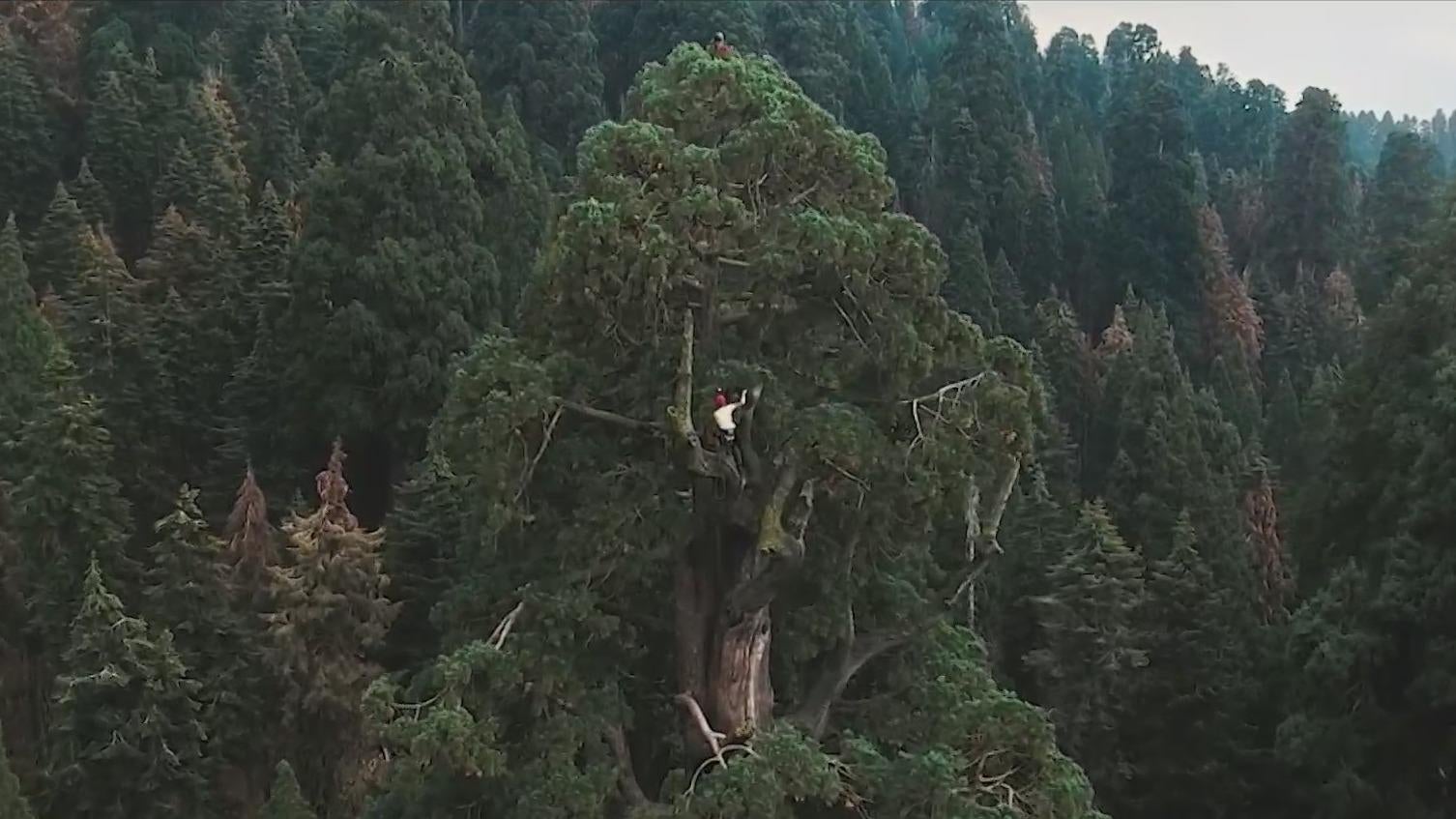 California redwoods suffering from effects of climate change-fueled ...
