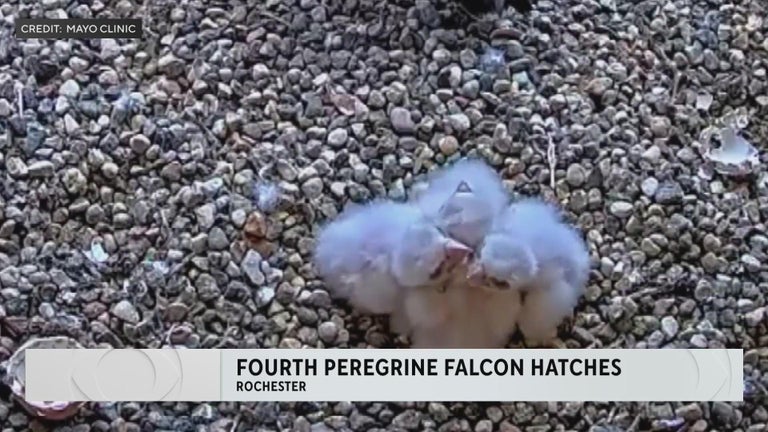 Mayo Clinic livestream captures falcon hatching - CBS Minnesota