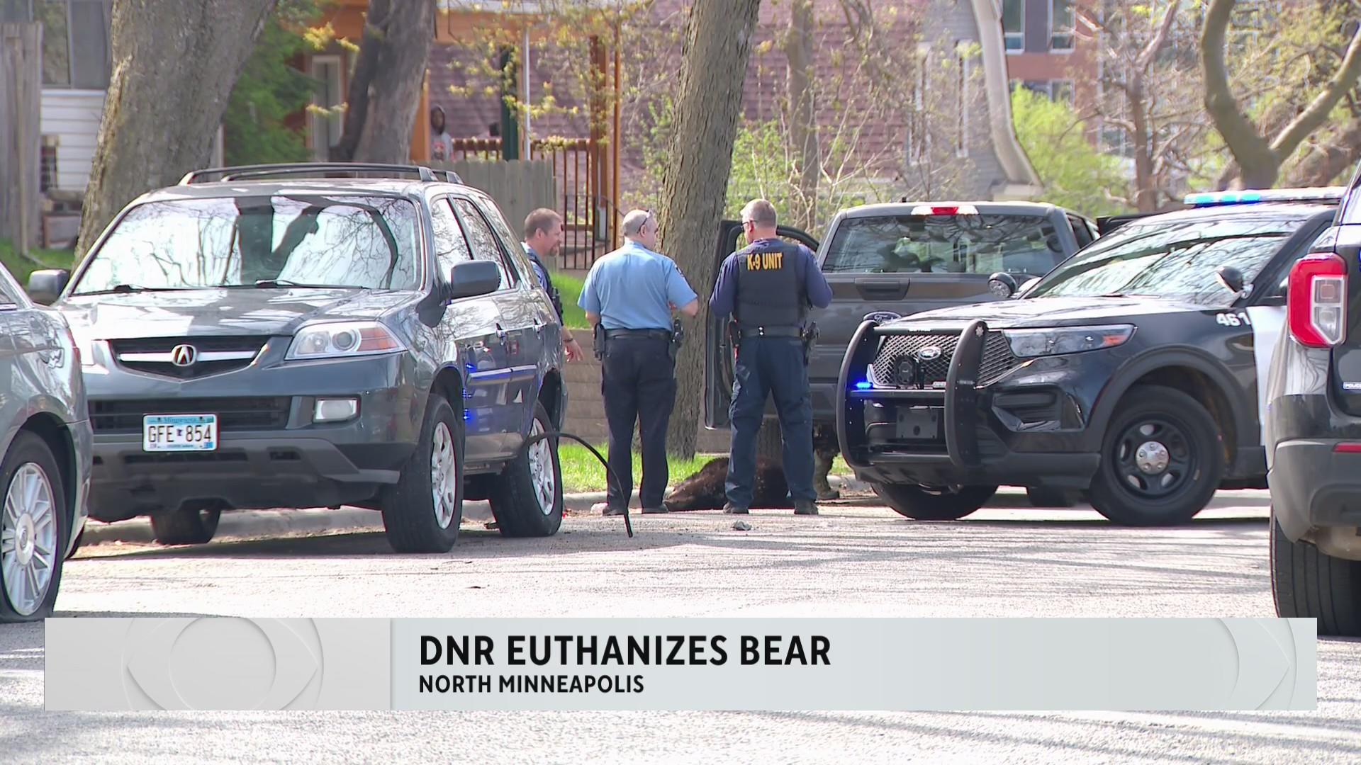 Bear seen roaming through north Minneapolis euthanized by DNR - CBS ...