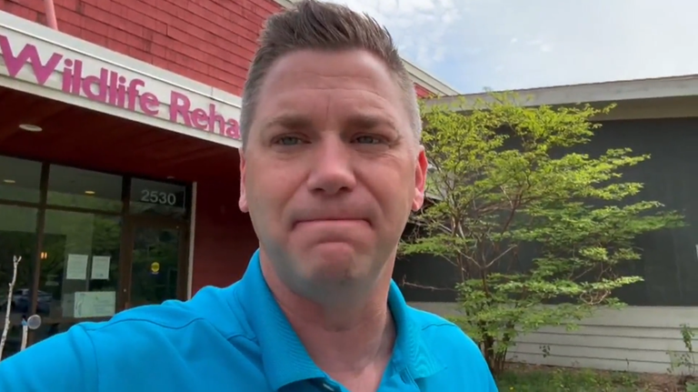 Watch: "Chonkosaurus," the plump, viral Chicago snapping turtle ...