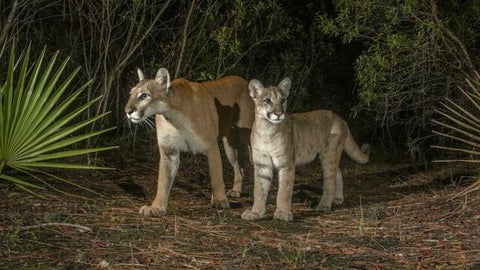 Endangered Florida panthers are facing multiple deadly threats: "Sprawl ...