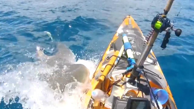 Shark attacks kayak off Hawaii coast in encounter caught on video - CBS News