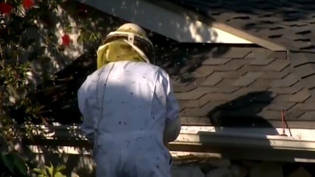 "Cloud of hundreds of bees" swarms Los Angeles neighborhood, sending 2 ...
