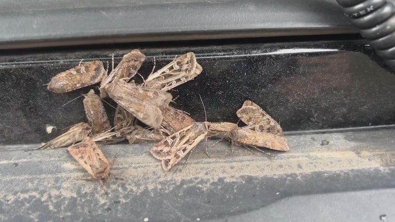 It's miller moth season in Colorado: Here's everything you need to know ...