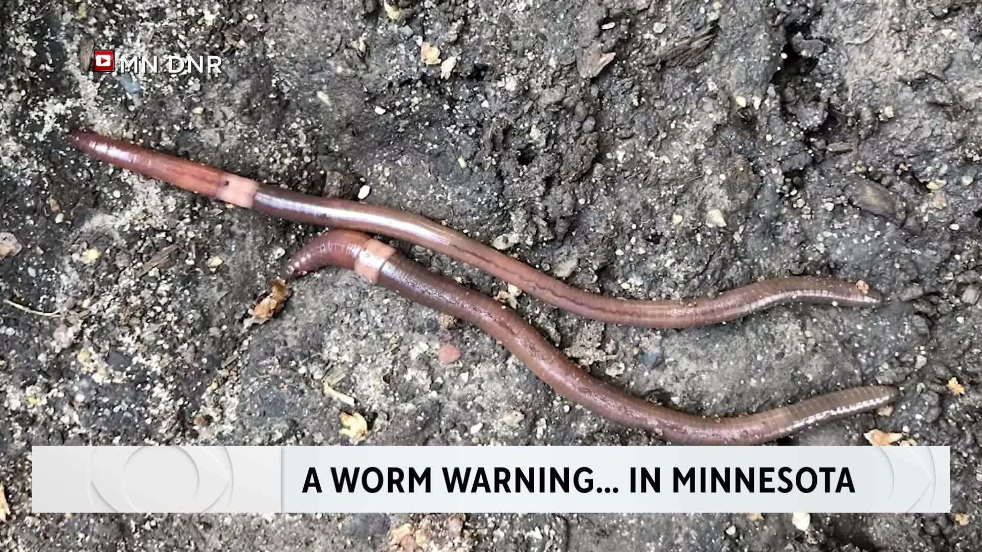 All Minnesota worms are invasive, but which ones do you need to worry ...