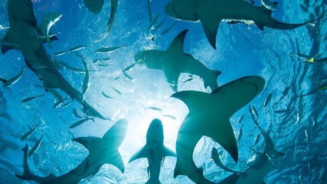 Shark attacks: States with most bites and everything else to know - CBS ...