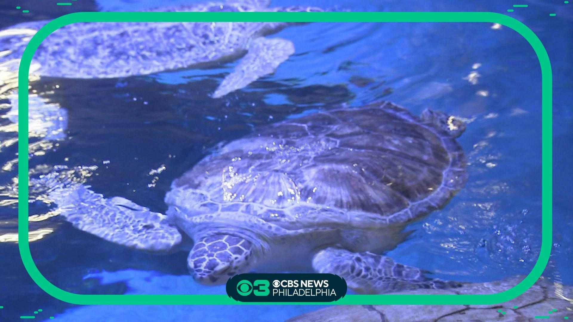 Adventure Aquarium program aims to save sea turtles - CBS Philadelphia