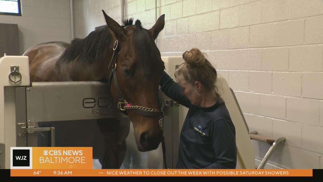 Where do champion horses relax in Maryland? A horse spa, of course ...