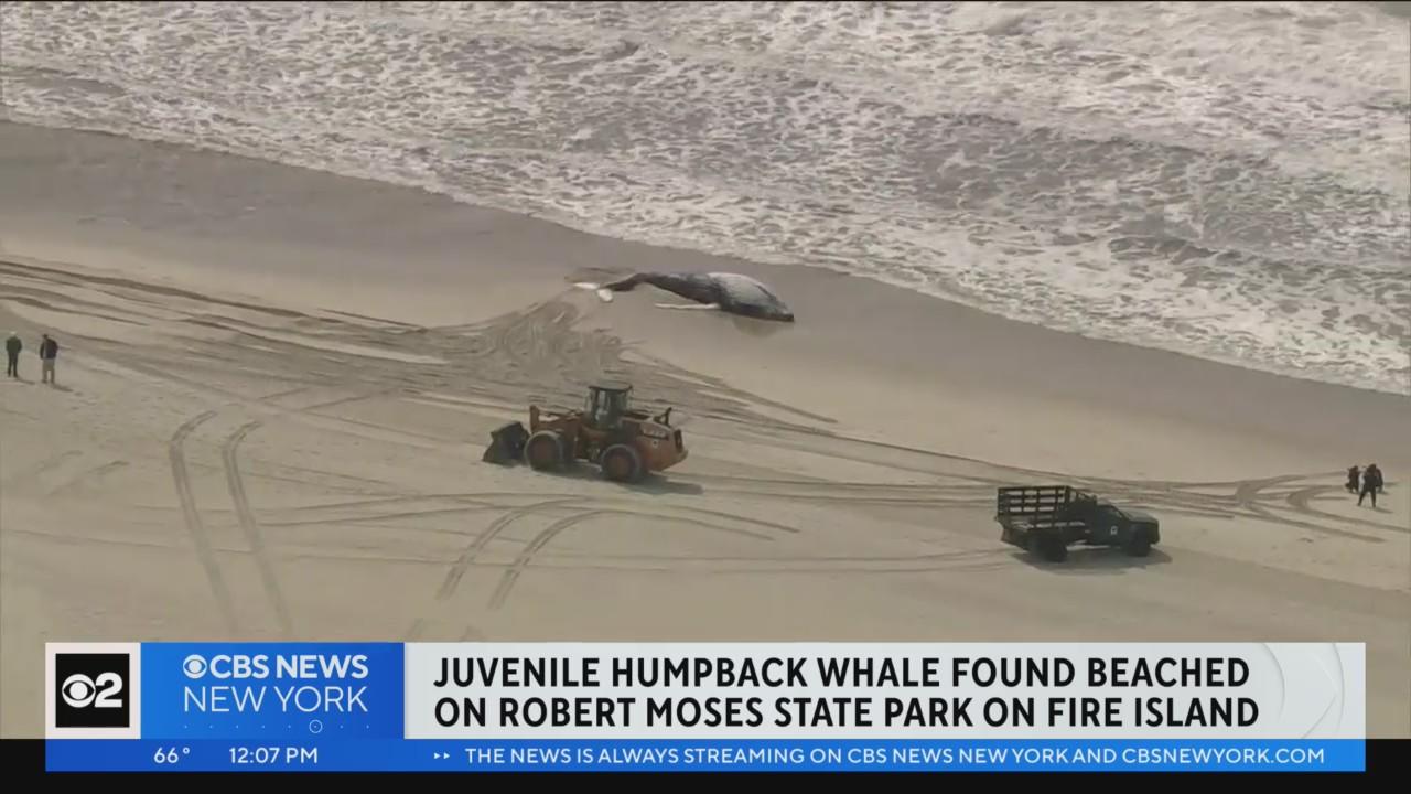 Whale washes ashore at Robert Moses Beach on Fire Island - CBS New York