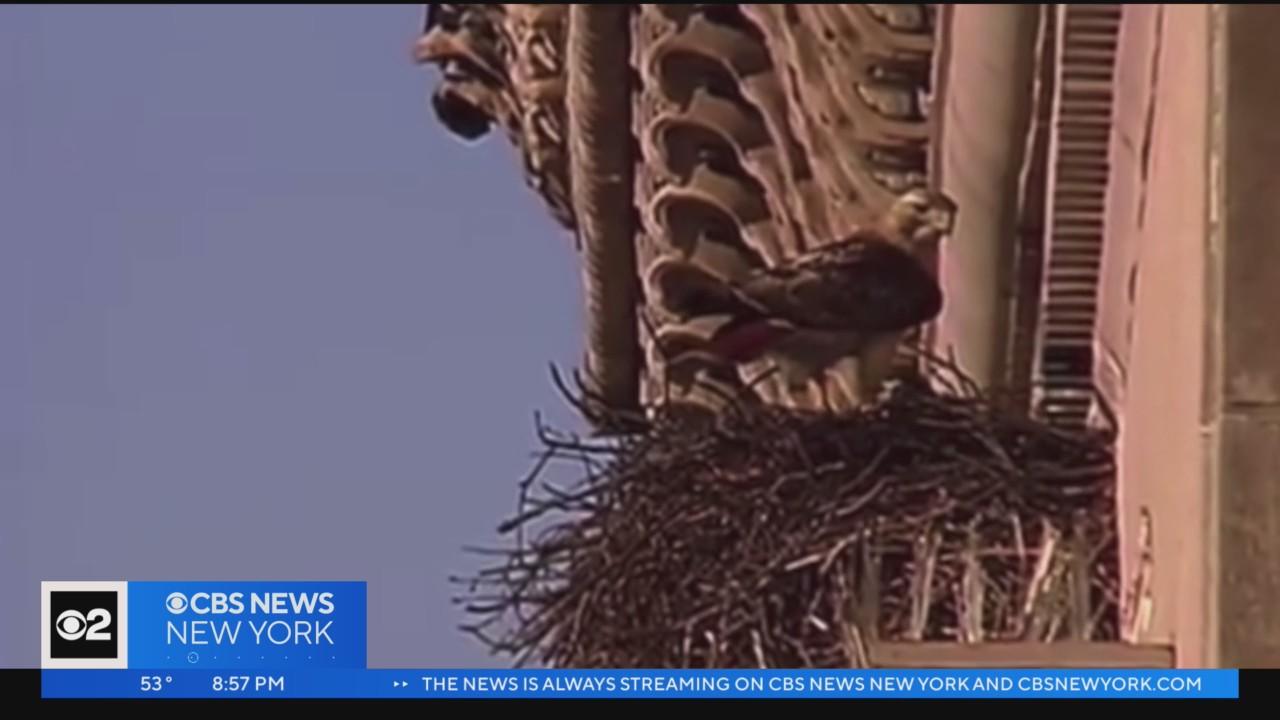 Pale Male, red tailed hawk that made headlines in 2004, has died - CBS ...