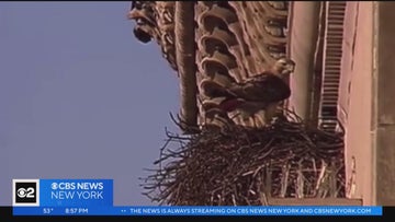 Pale Male, red tailed hawk that made headlines in 2004, has died - CBS ...