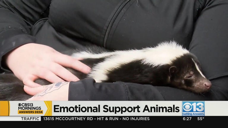 Dramatic rise in emotional support animals with more different types now - CBS Sacramento