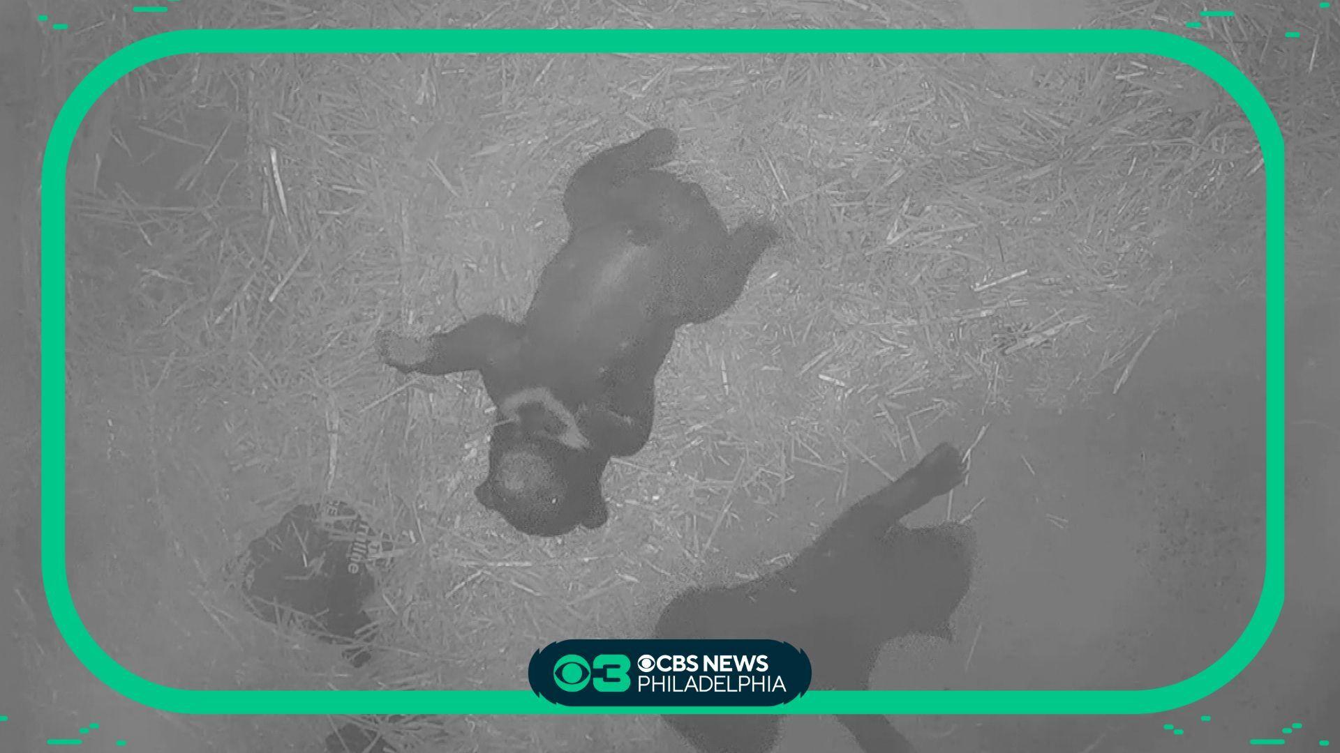 Philadelphia Zoo welcomes 2 baby sloth bear cubs - CBS Philadelphia
