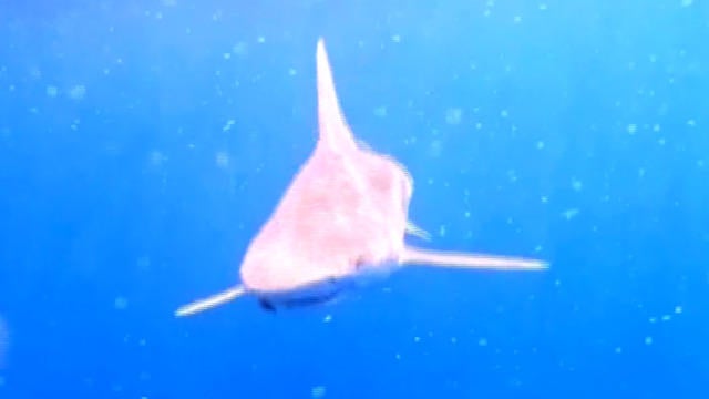 Cape Cod's first great white shark of season spotted feeding on seal - CBS News