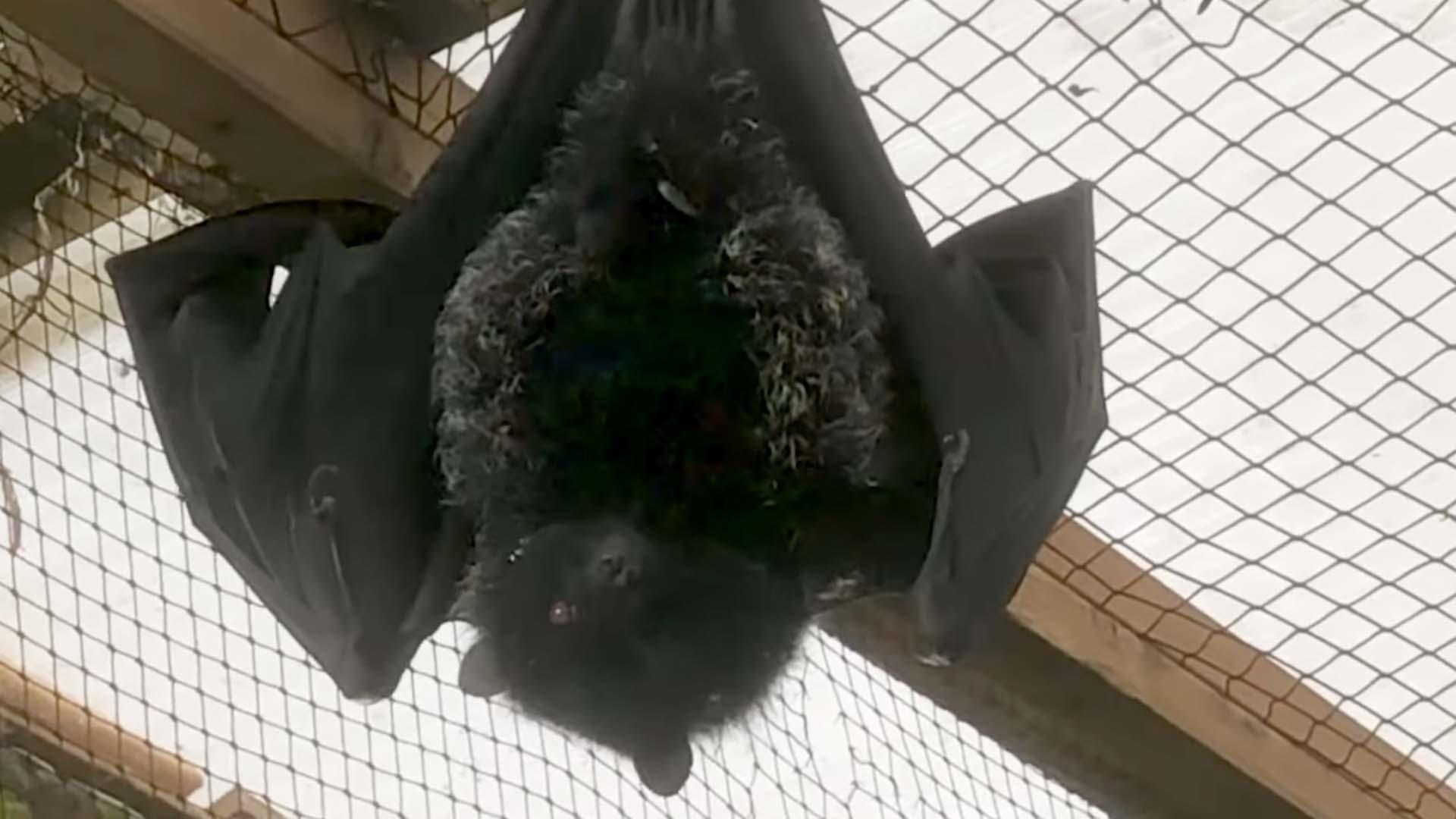 Birth of world's rarest and critically endangered fruit bat caught on ...