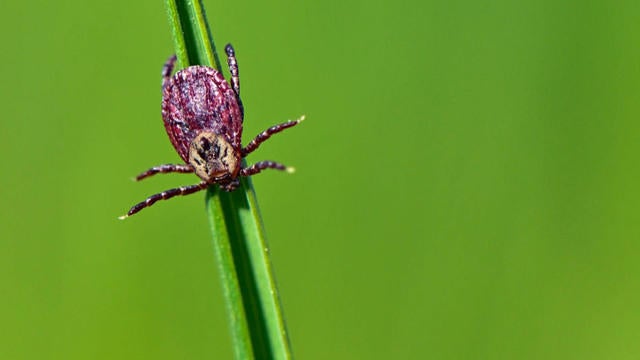 Alpha gal syndrome symptoms: What to know about the lone star tick red ...