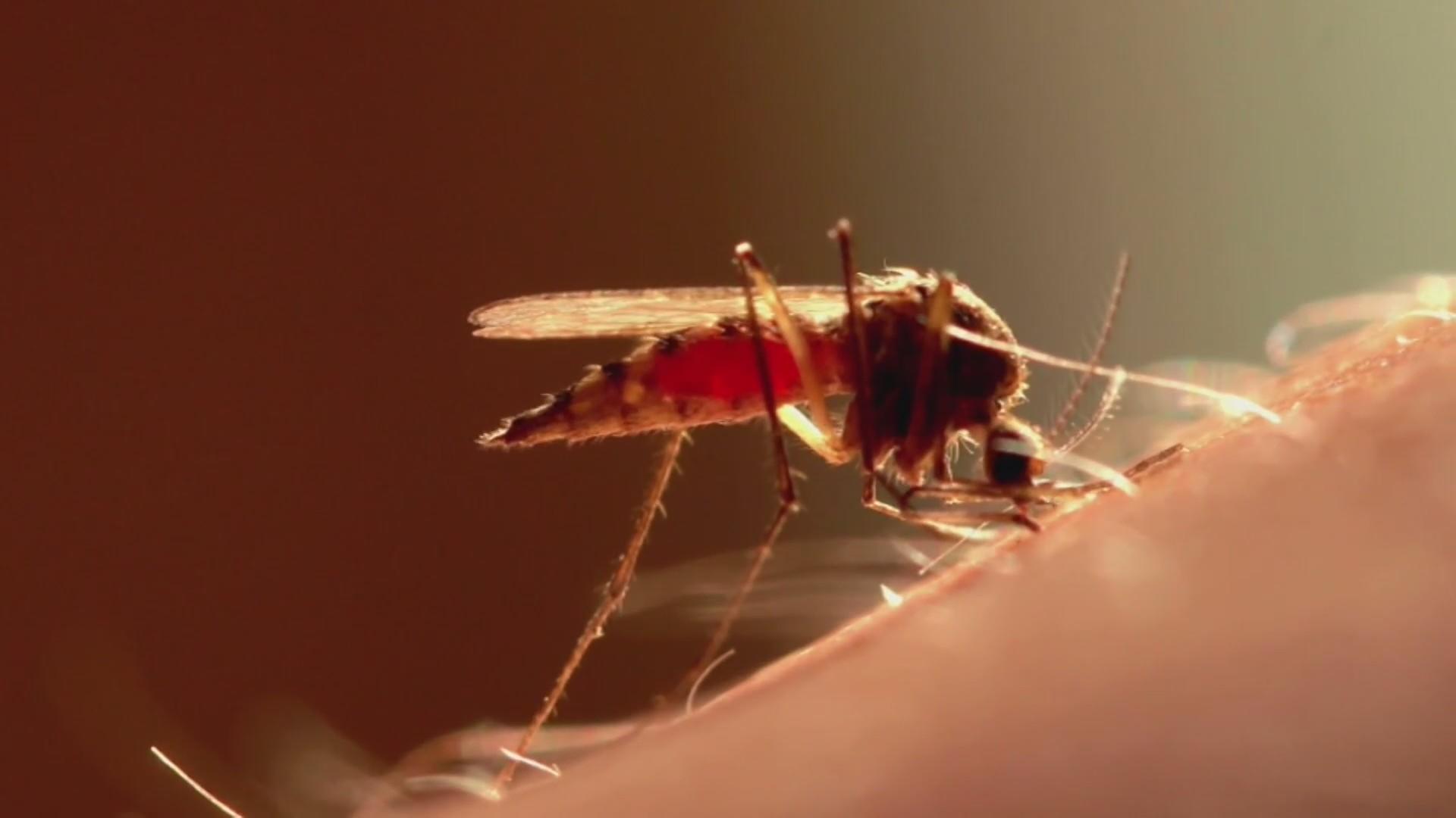 Here's why Minnesota's mosquito season will be (and already is) so ...