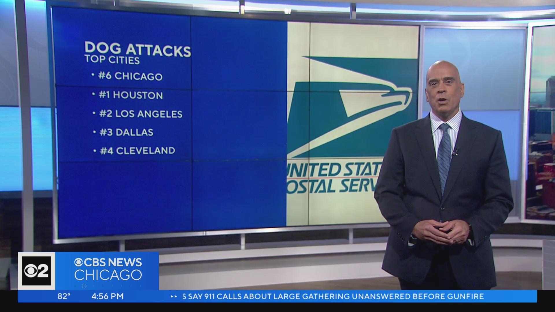 Chicago in the top 10 for dogs biting mail carriers - CBS Chicago