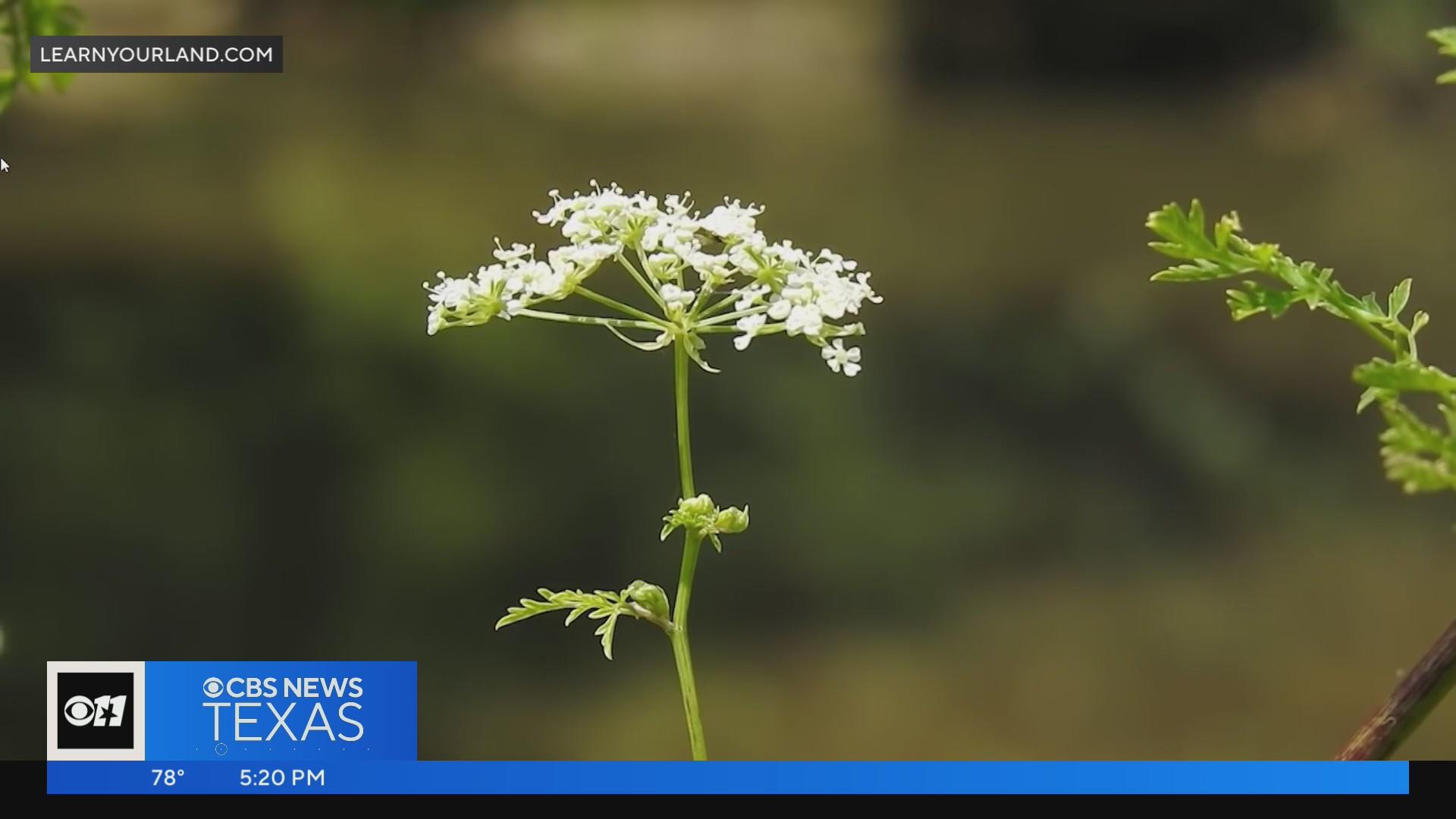 This poisonous plant could be in your yard without you knowing it - CBS ...