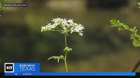 This poisonous plant could be in your yard without you knowing it - CBS ...