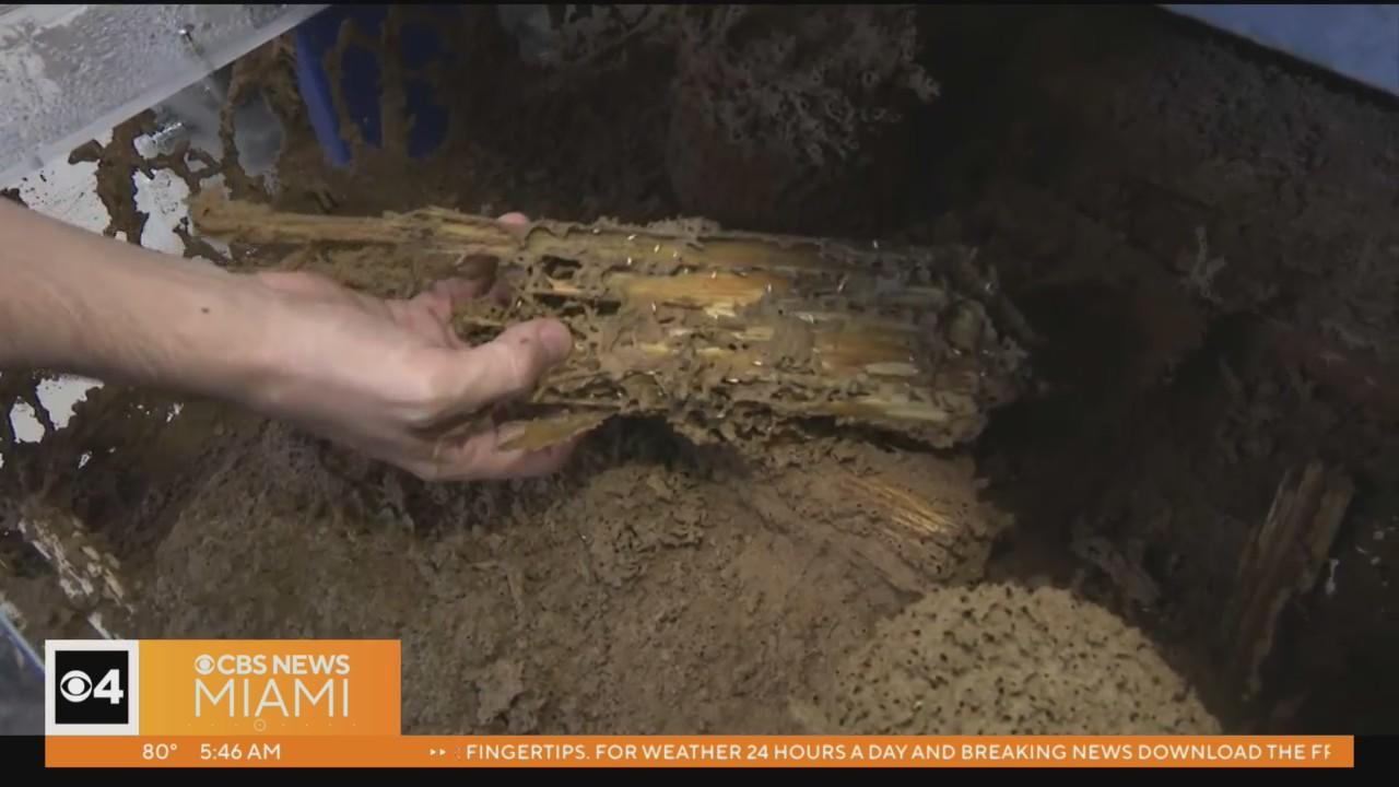 It's termite swarming season in South Florida, what you need to know to ...