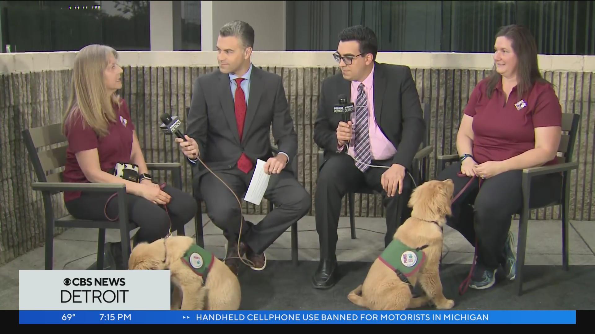 Paws with a Cause seeking volunteers to raise puppies that support ...