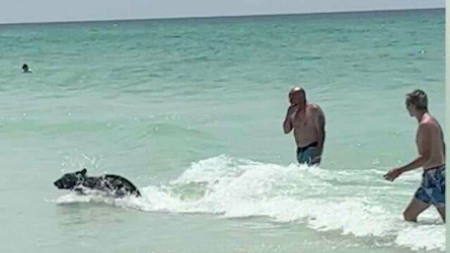 Young Florida black bear swims to Florida beach "from way out in the ...