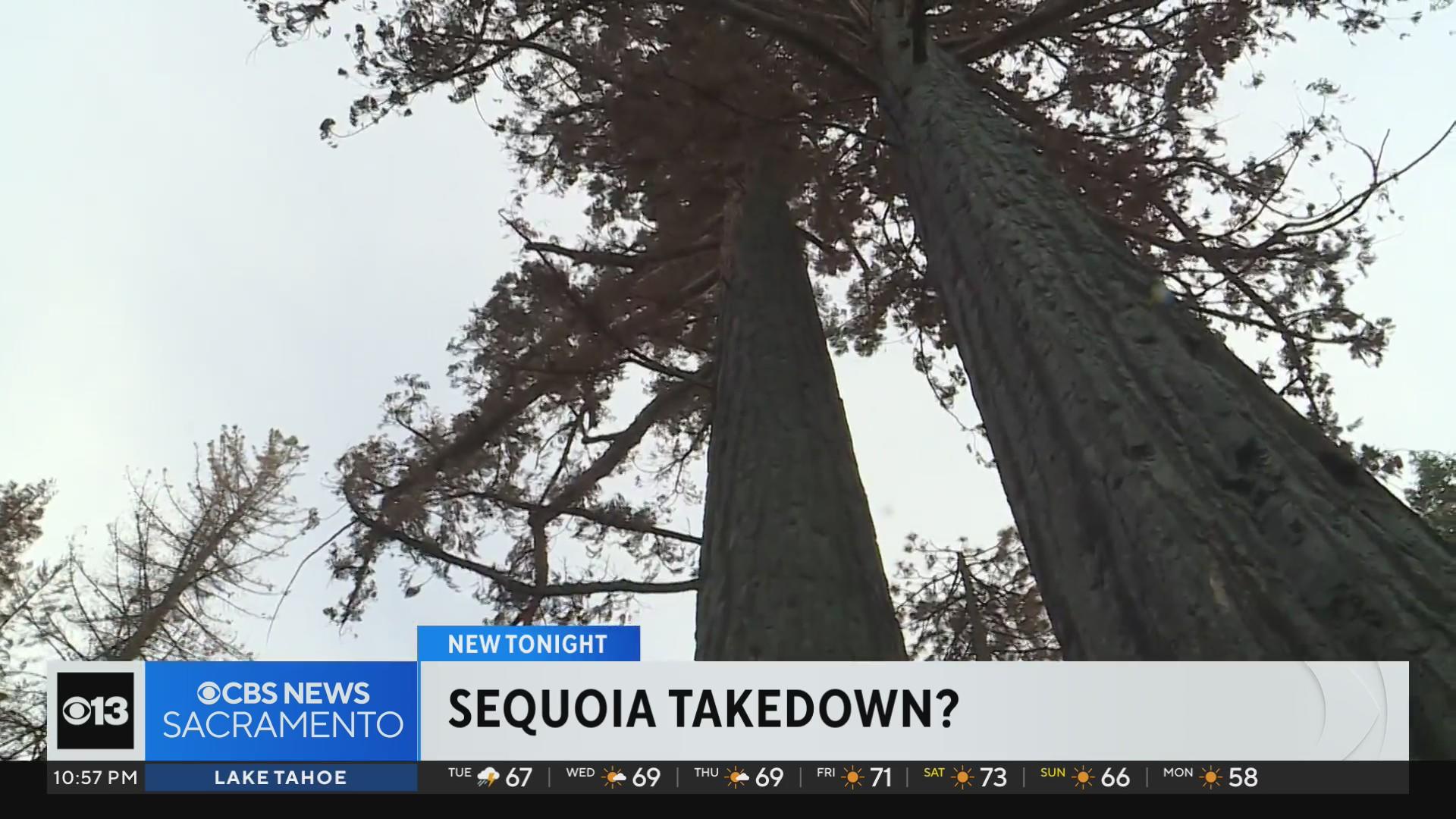 Prescribed burn at Big Trees State Park may kill 2 iconic giant ...