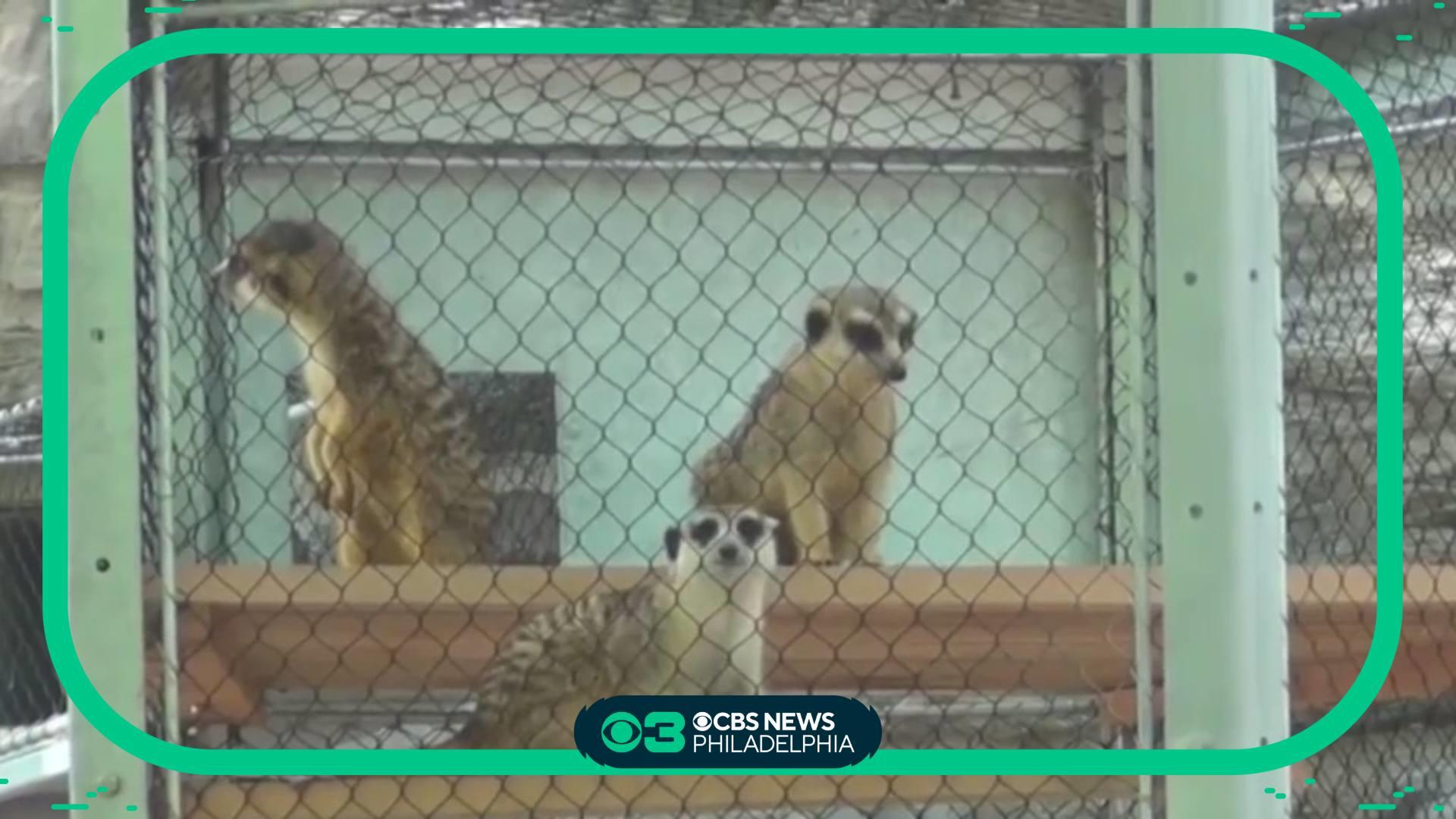 All 5 meerkats at Philadelphia Zoo died within days; officials suspect ...