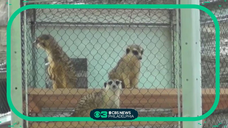 All 5 meerkats at Philadelphia Zoo died within days; officials suspect ...