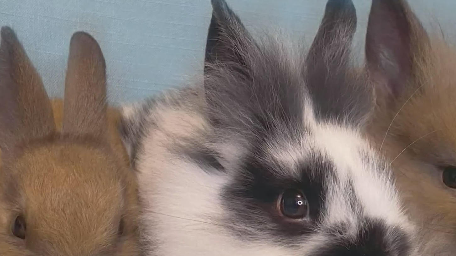 Volunteers rescue baby rabbits near Metra tracks in Rogers Park - CBS ...