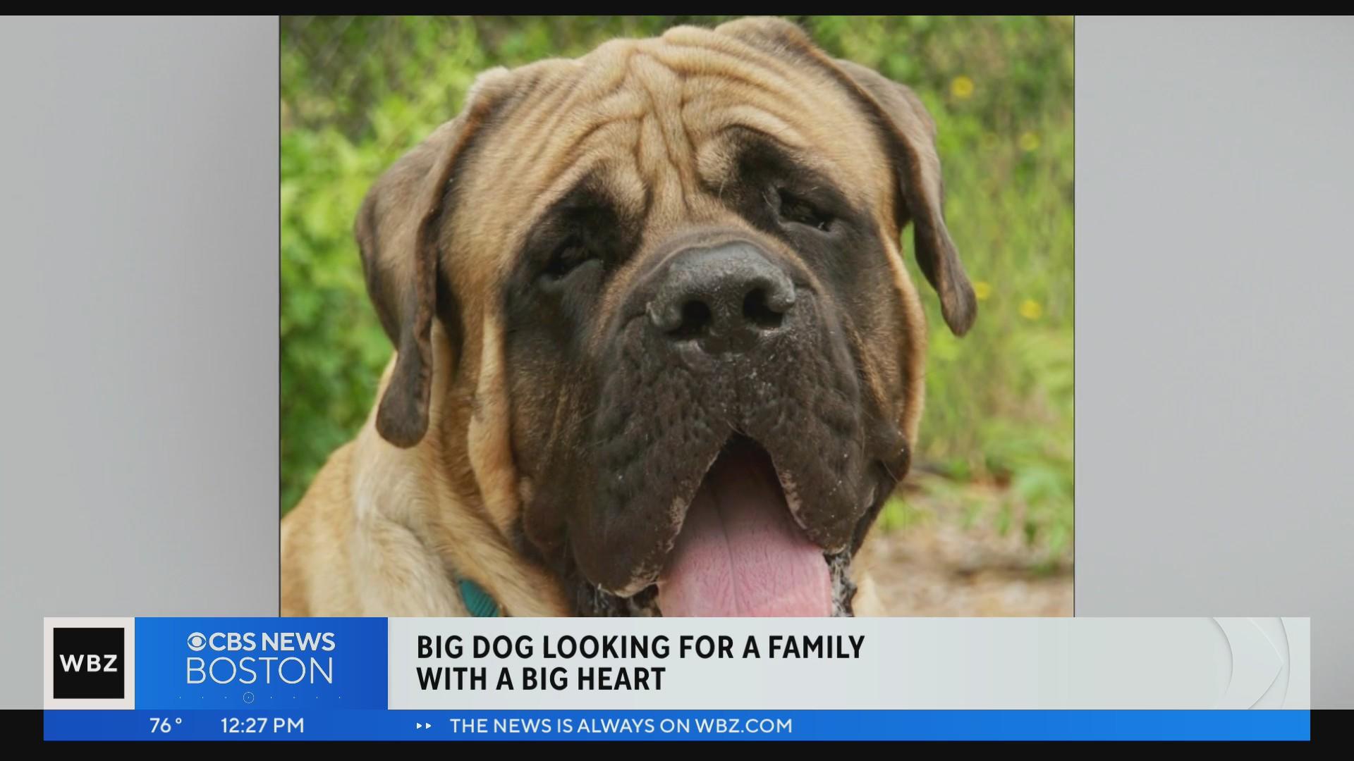 'Huge lug': 160-pound dog up for adoption in Scituate needs loving home ...