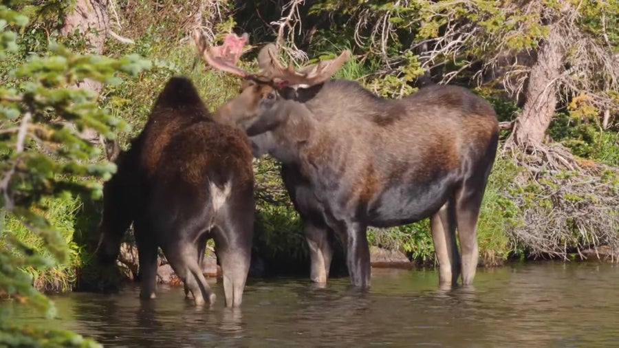 Moose headbutts and stomps on woman who was walking her dog in Colorado ...