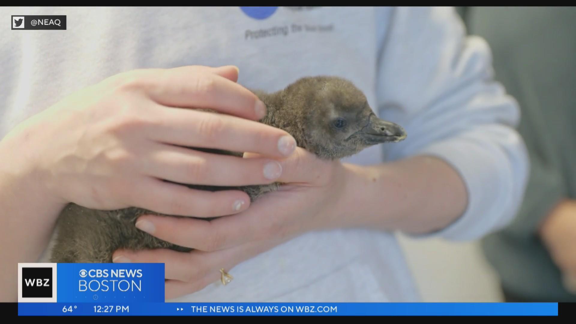 New England Aquarium debuts new African penguin chick - CBS Boston