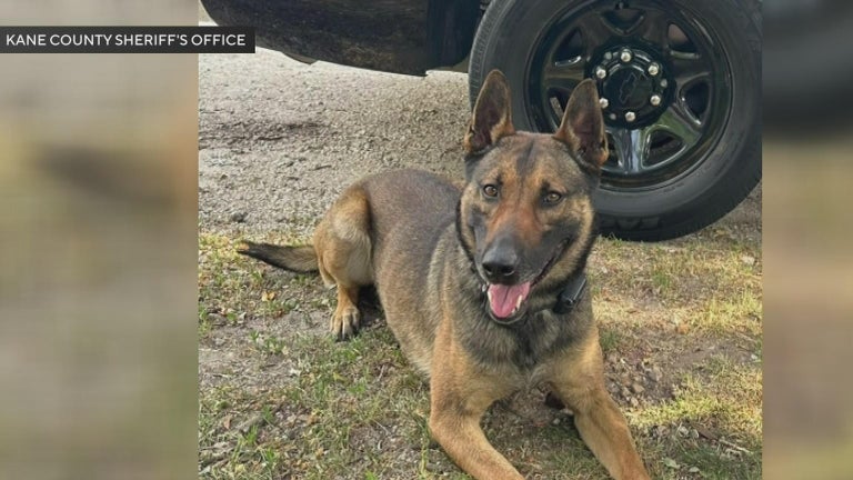 New Kane County Sheriff's K9 officer tracks suspects after crash in ...