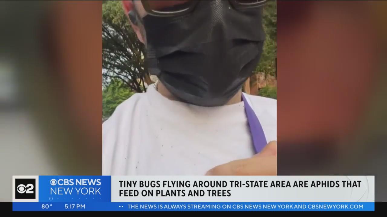 They're "gnot" gnats! Swarms of aphids in NYC bugging New Yorkers - CBS ...