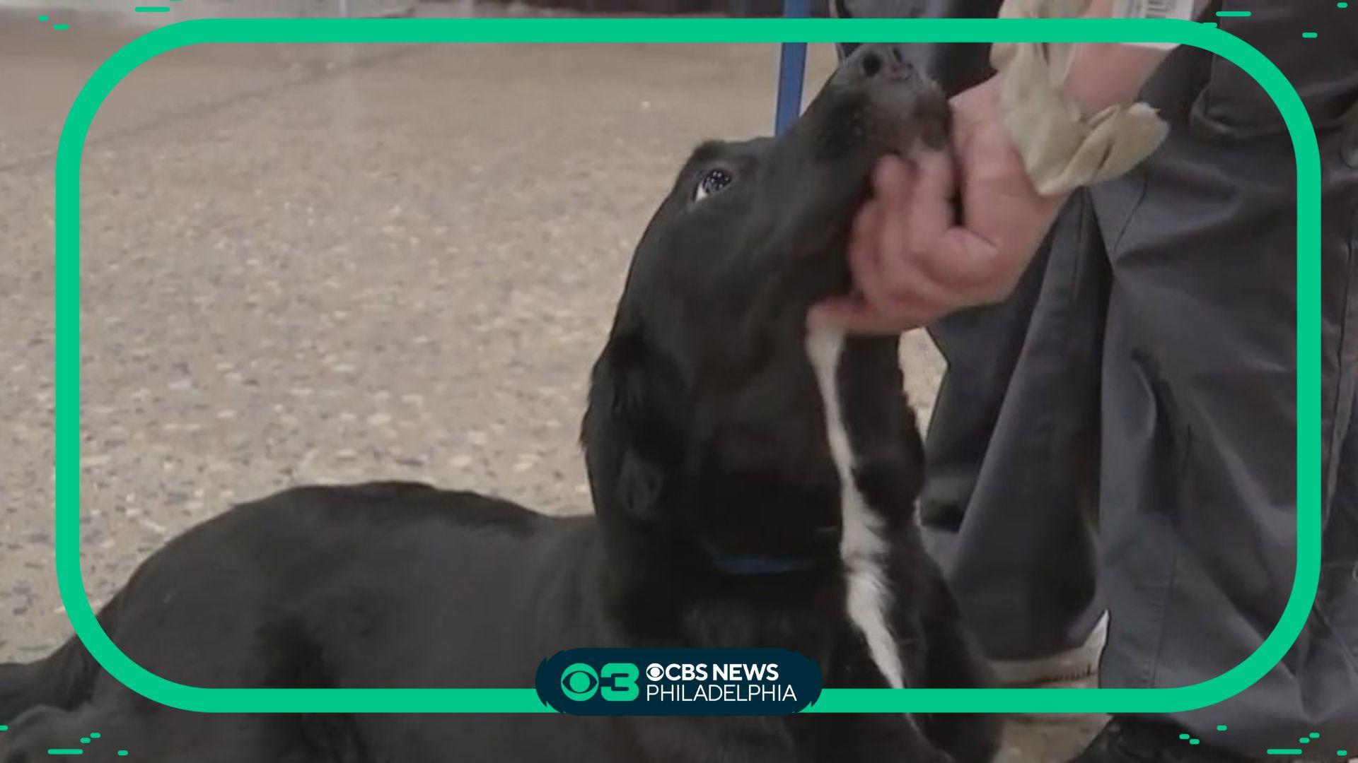 Mega adoption event connects hundreds of pets with new homes - CBS ...