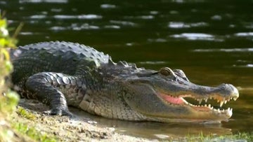 An alligator attack victim in South Carolina thought he was going to ...