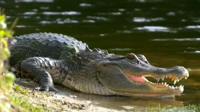 An alligator attack victim in South Carolina thought he was going to ...