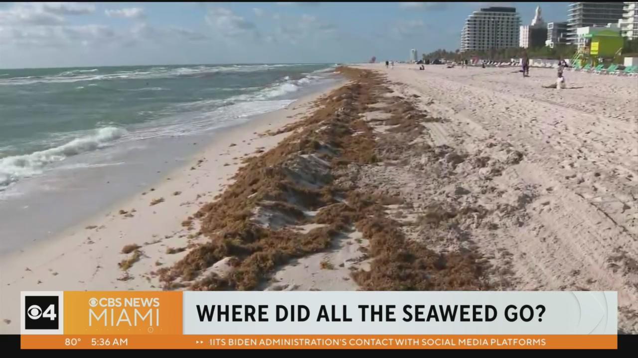 Seaweed blob headed to Florida that smells like rotten eggs shrinks ...